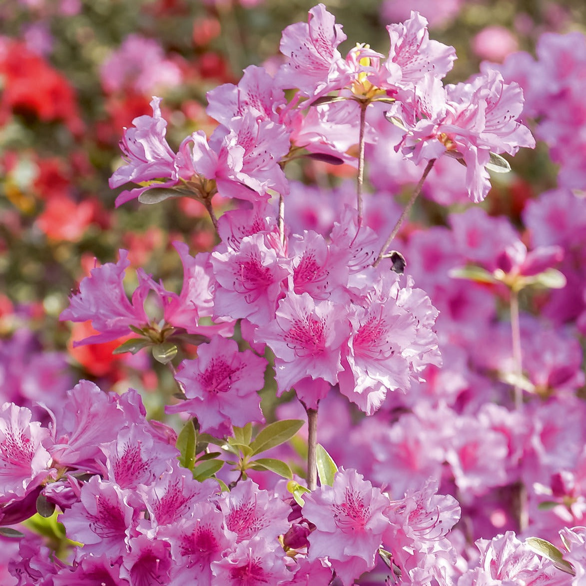 Japanse azalea - paars - Rhododendron (azalea japonica) Geisha Purple ...