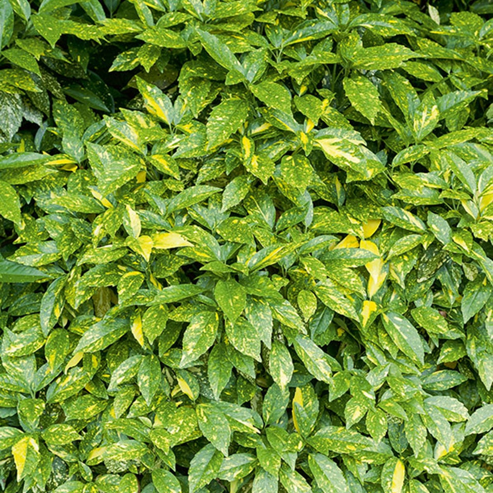 Broodboom - Aucuba japonica variegata | Bakker.com