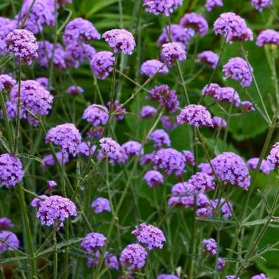 IJzerhard 'Royal Dreams'® - Verbena bonariensis royal dreams ® | Bakker.com