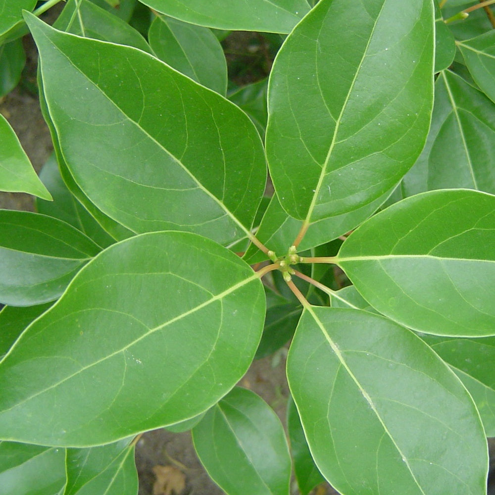 Kamfer - Cinnamomum camphora | Bakker.com