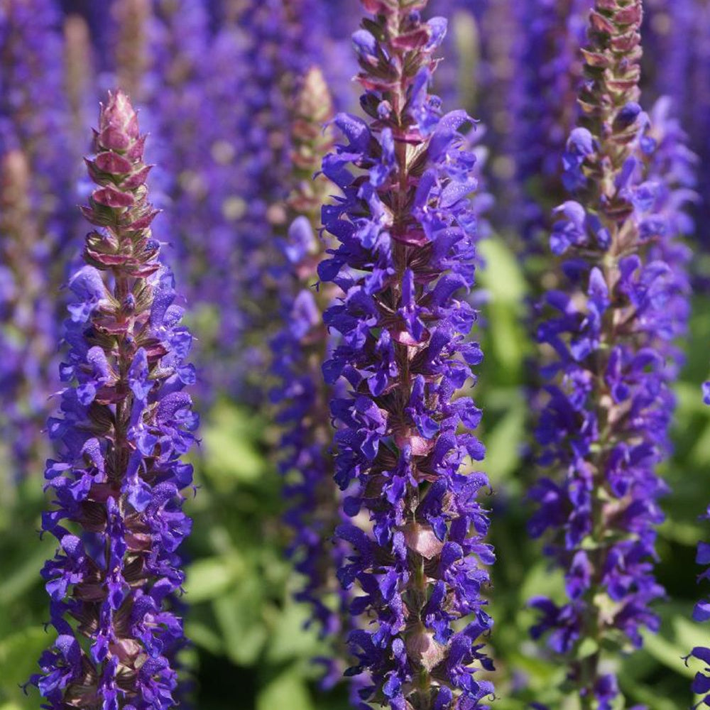 Bossalie 'Blue Bouguetta' - Salvia nemerosa alklf blue bouquetta ...