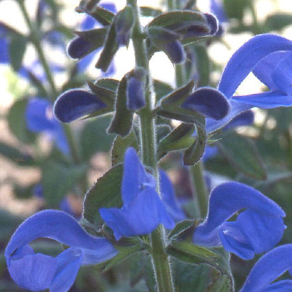 Blauwe salie - Salvia patens | Bakker.com