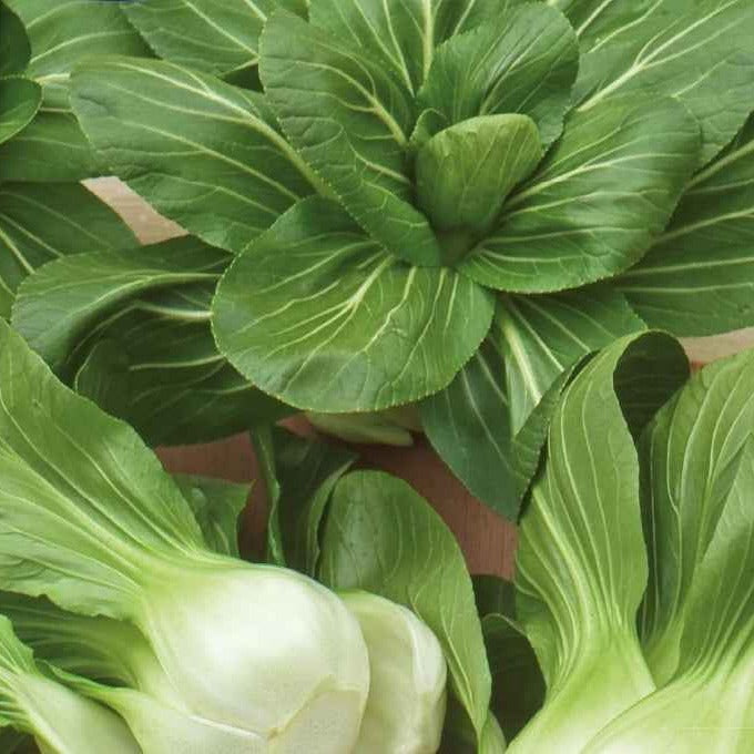 Zaden Paksoi 'Green Fortune' - Brassica campestris chinensis green ...