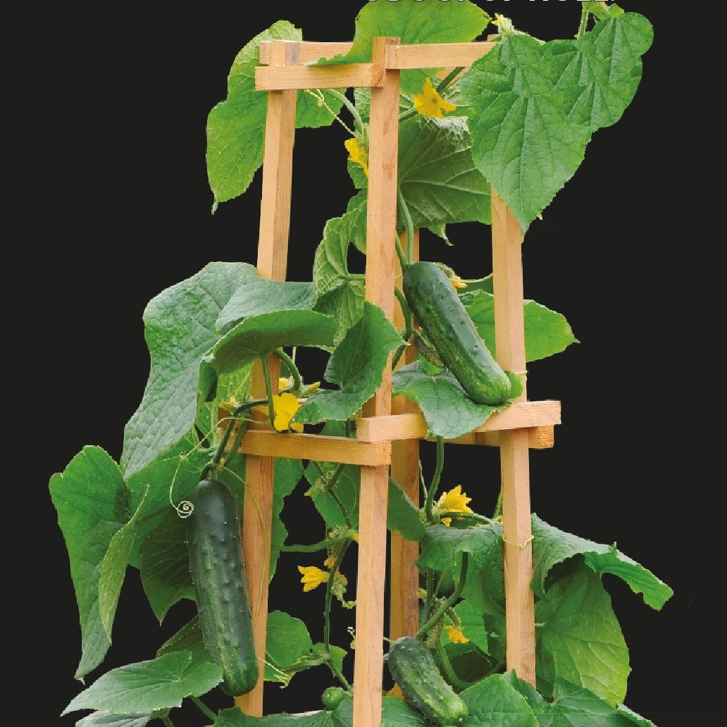 Zaden Komkommer pot Patio Snacker F - Cucumis sativus patio snacker f1 ...