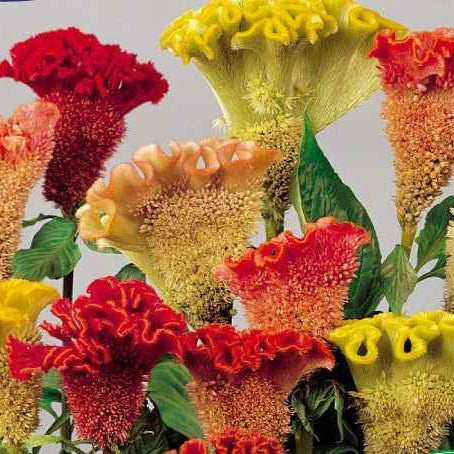 Zaden Hanekam Mix - Celosia argentea cristata | Bakker.com