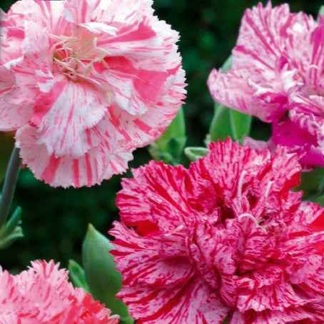 Zaden Anjer Mix 'Fantasy Picotée' - Dianthus caryophyllus | Bakker.com