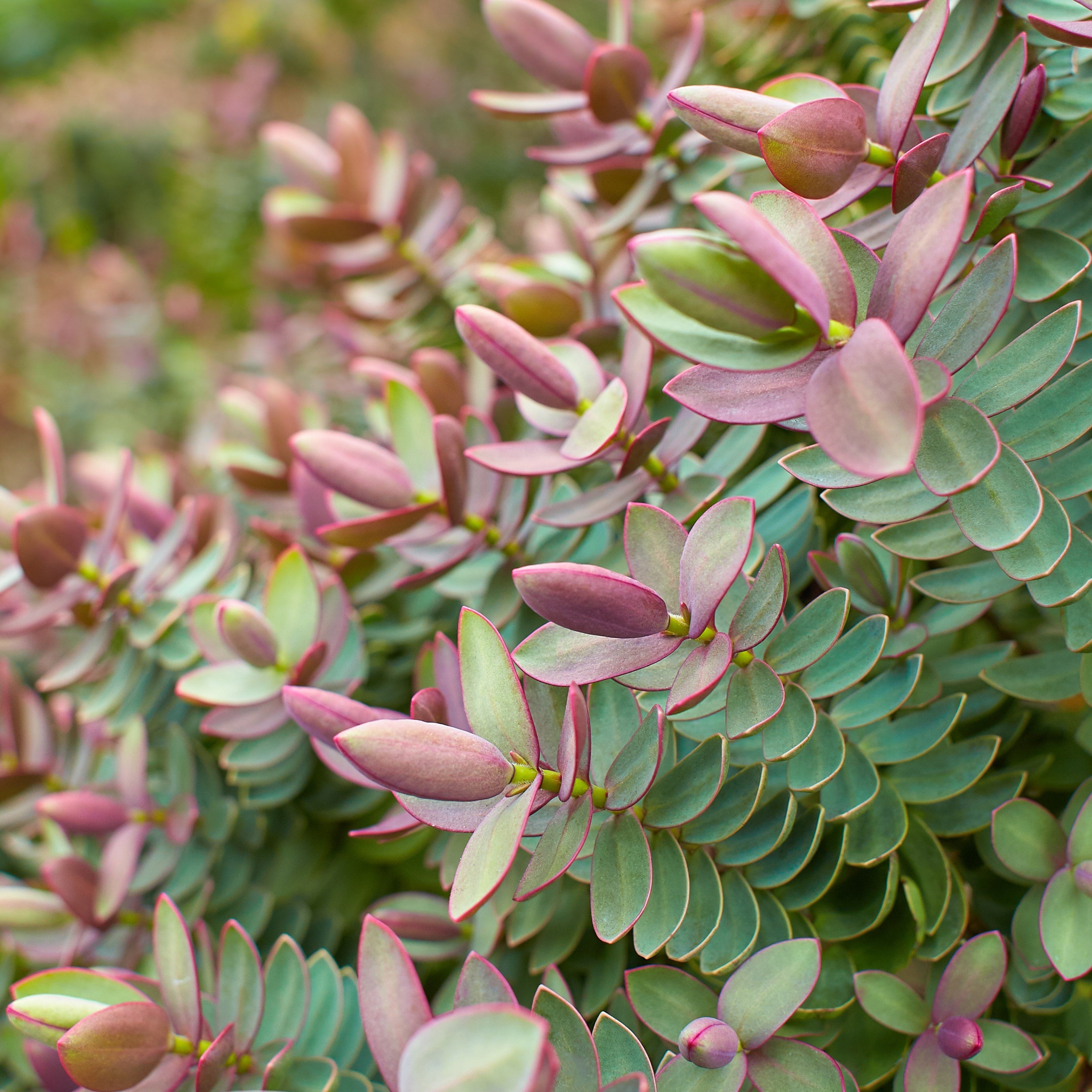 Hebe Red Edge - Hebe albicans Red Edge | Bakker.com