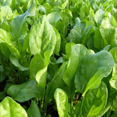 Zurkel - Rumex acetosa | Bakker.com