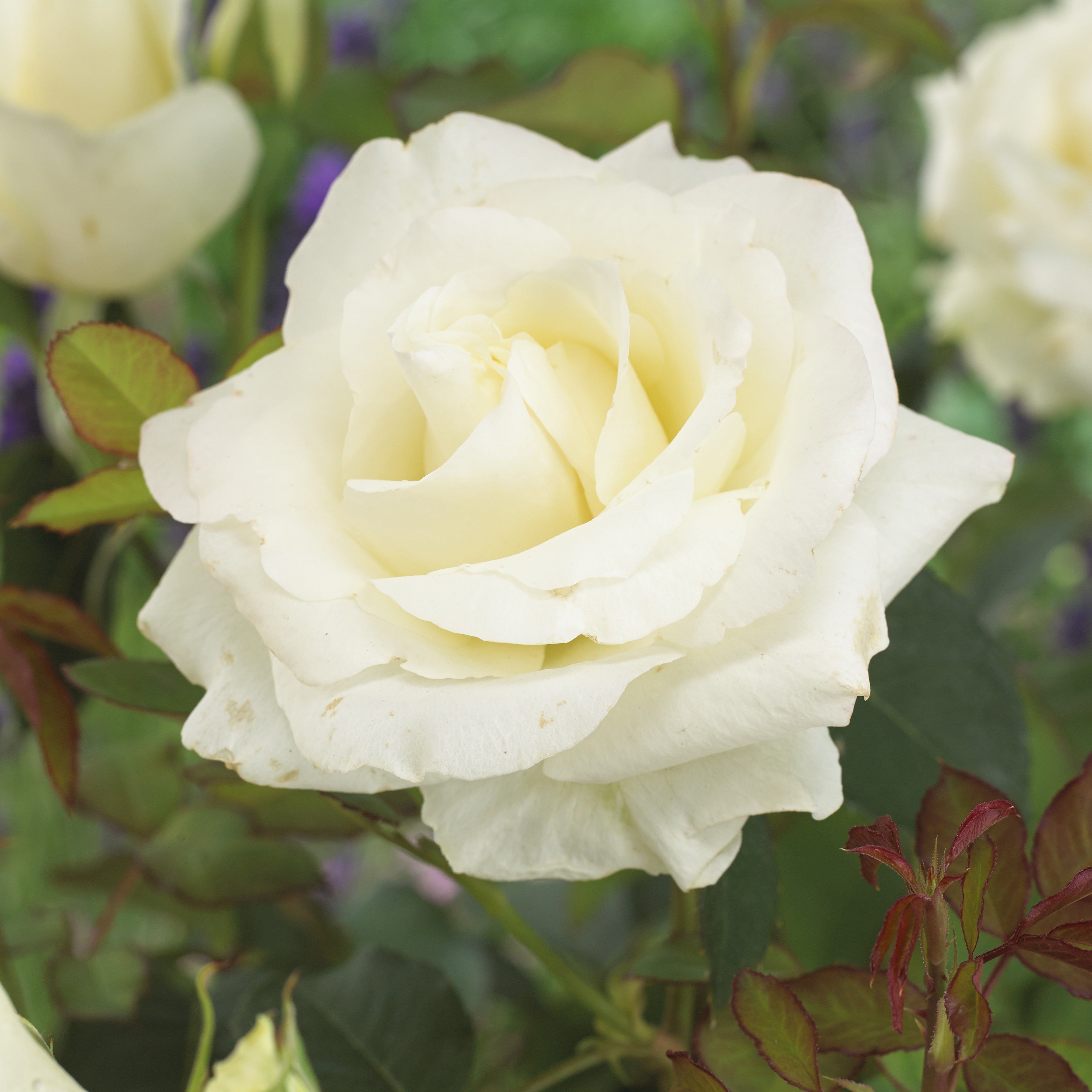Roos 'Annapurna'® - Rosa annapurna ® | Bakker.com