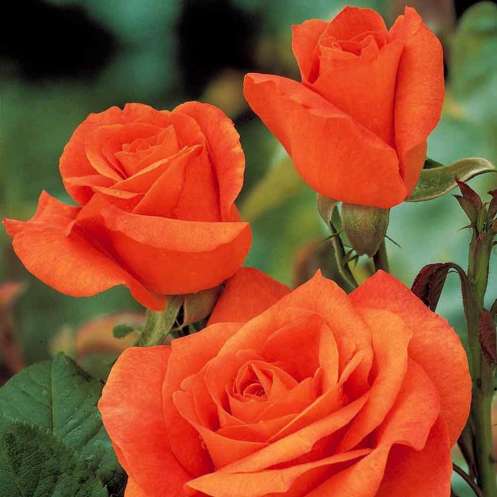 Roos 'Doris Tysterman'® - Rosa doris tysterman | Bakker.com