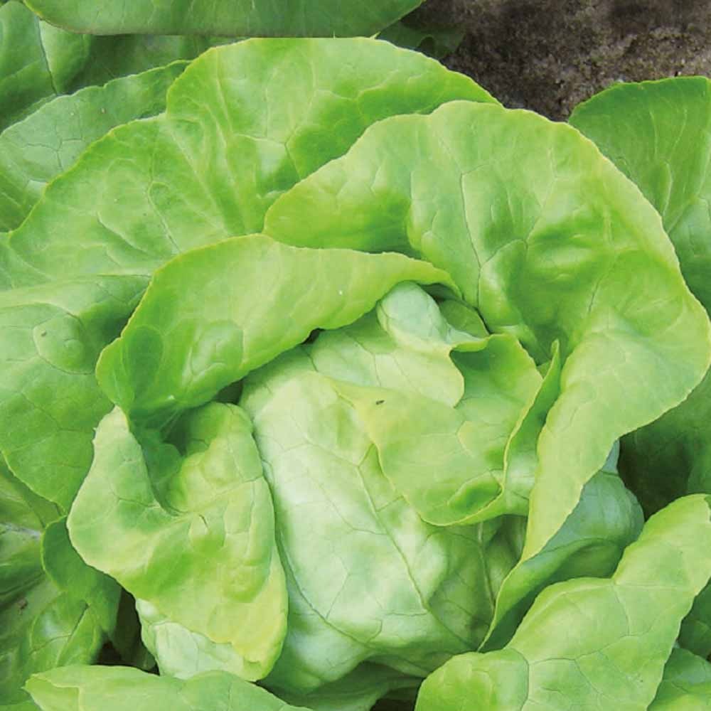 Zaden Kropsla 'Matilda' - BIO - Lactuca sativa Matilda | Bakker.com