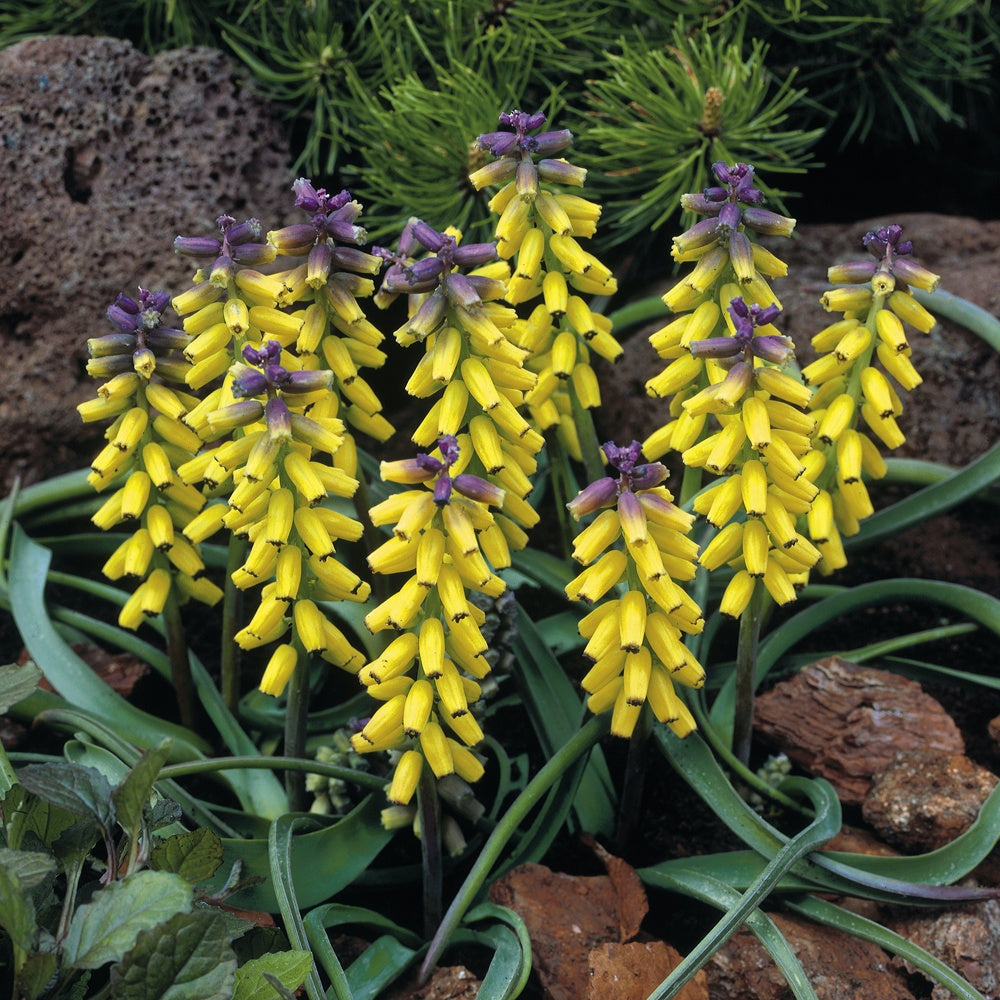 Bloembollen Gele Muscari Golden Fragrance - Muscari macrocarpum 'golden ...