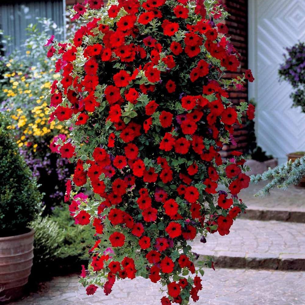 Hangpetunia rood (x3) - Petunia | Bakker.com